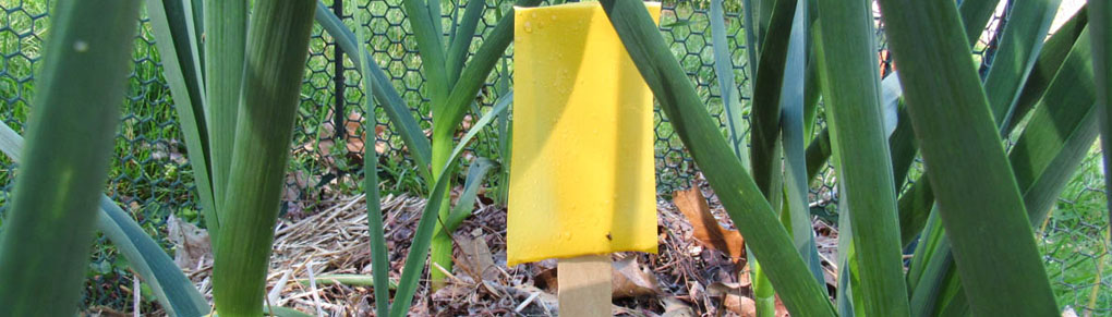 Vegetable Gardening Guides and Advice